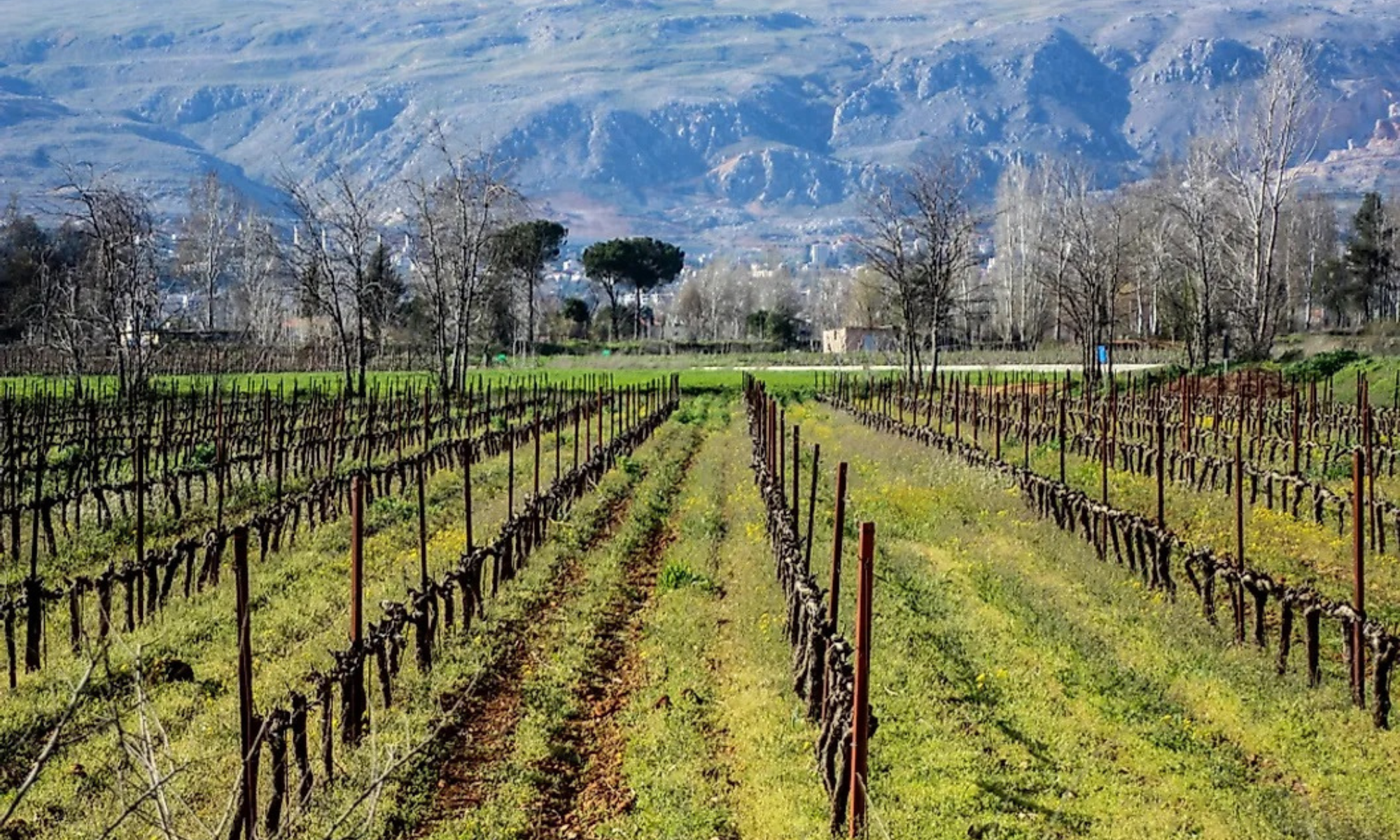 The Road to Recovery for Lebanese Agriculture